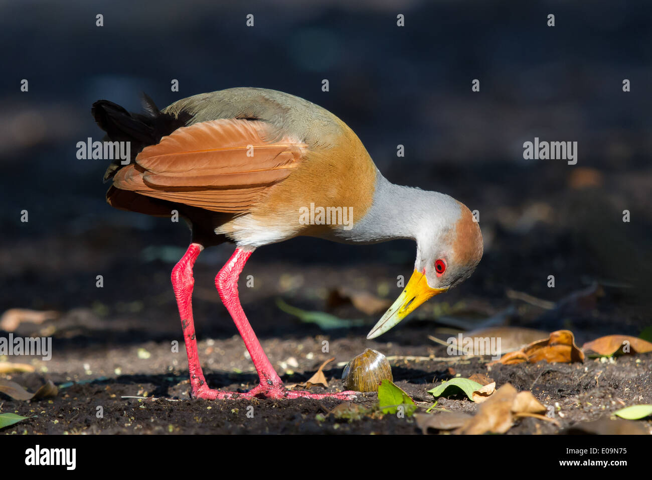 Grey-necked Wood-rail (Aramides cajanea Stock Photo - Alamy