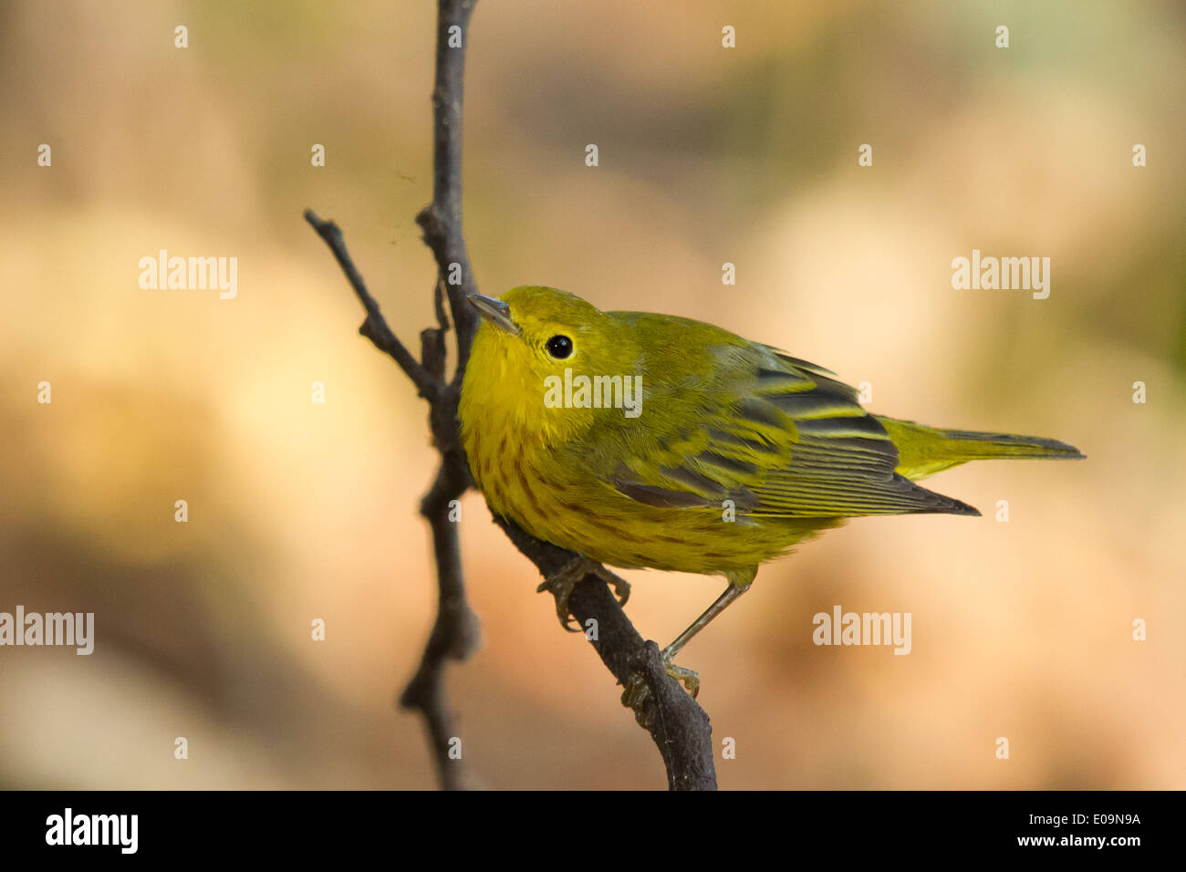 Dendroica hi-res stock photography and images - Alamy