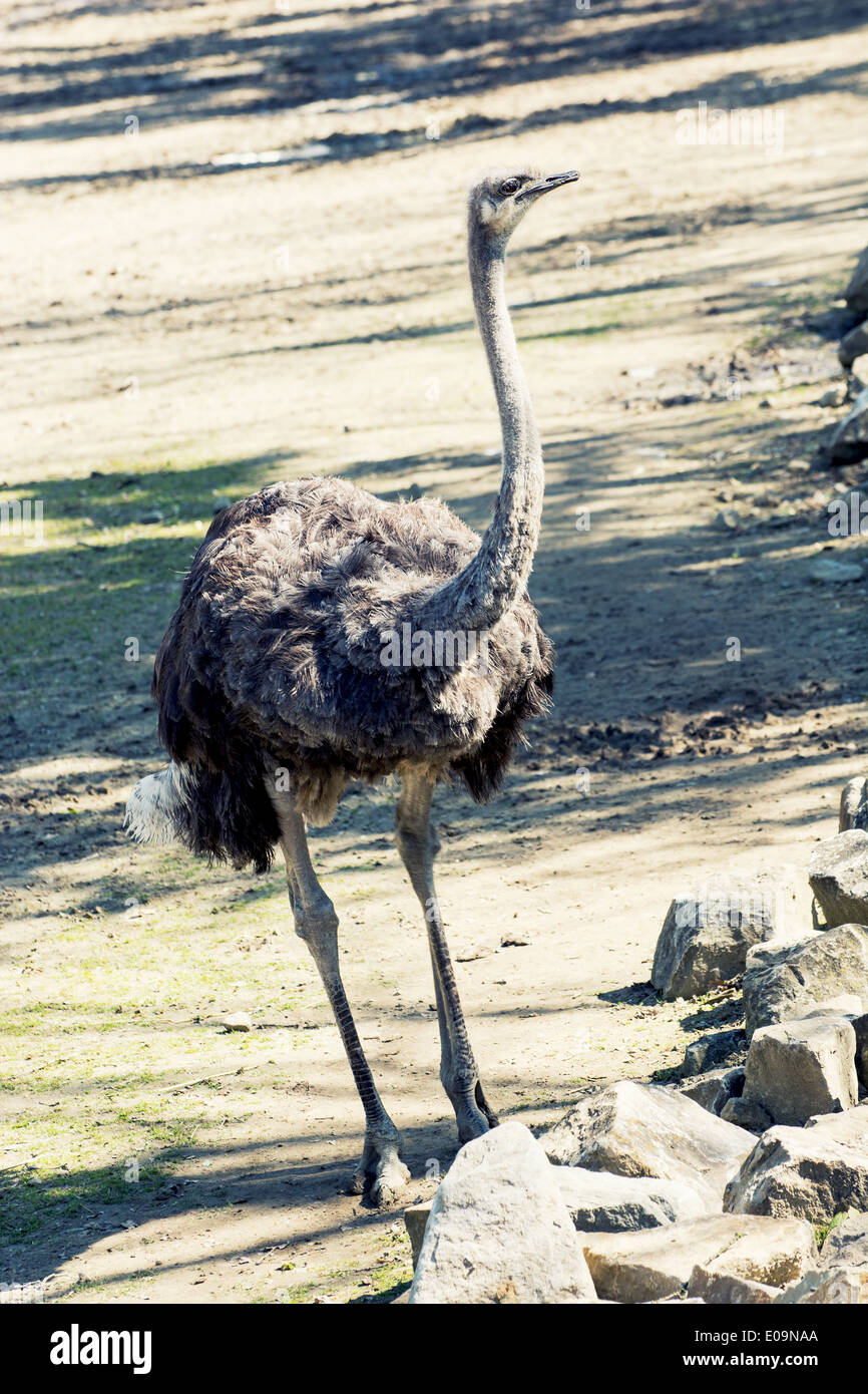 One Common ostrich (Struthio camelus Stock Photo - Alamy