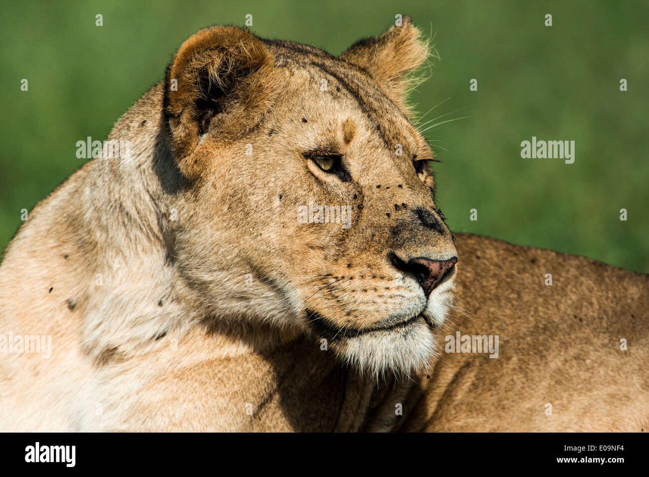 Lioness (Panthera leo) Photographed in Tanzania Stock Photo - Alamy