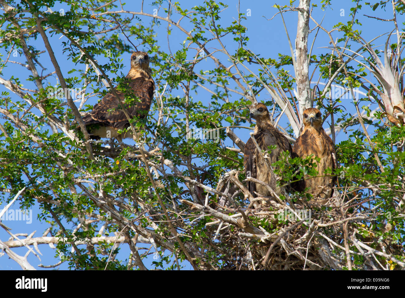 Snail kite nest hi-res stock photography and images - Alamy