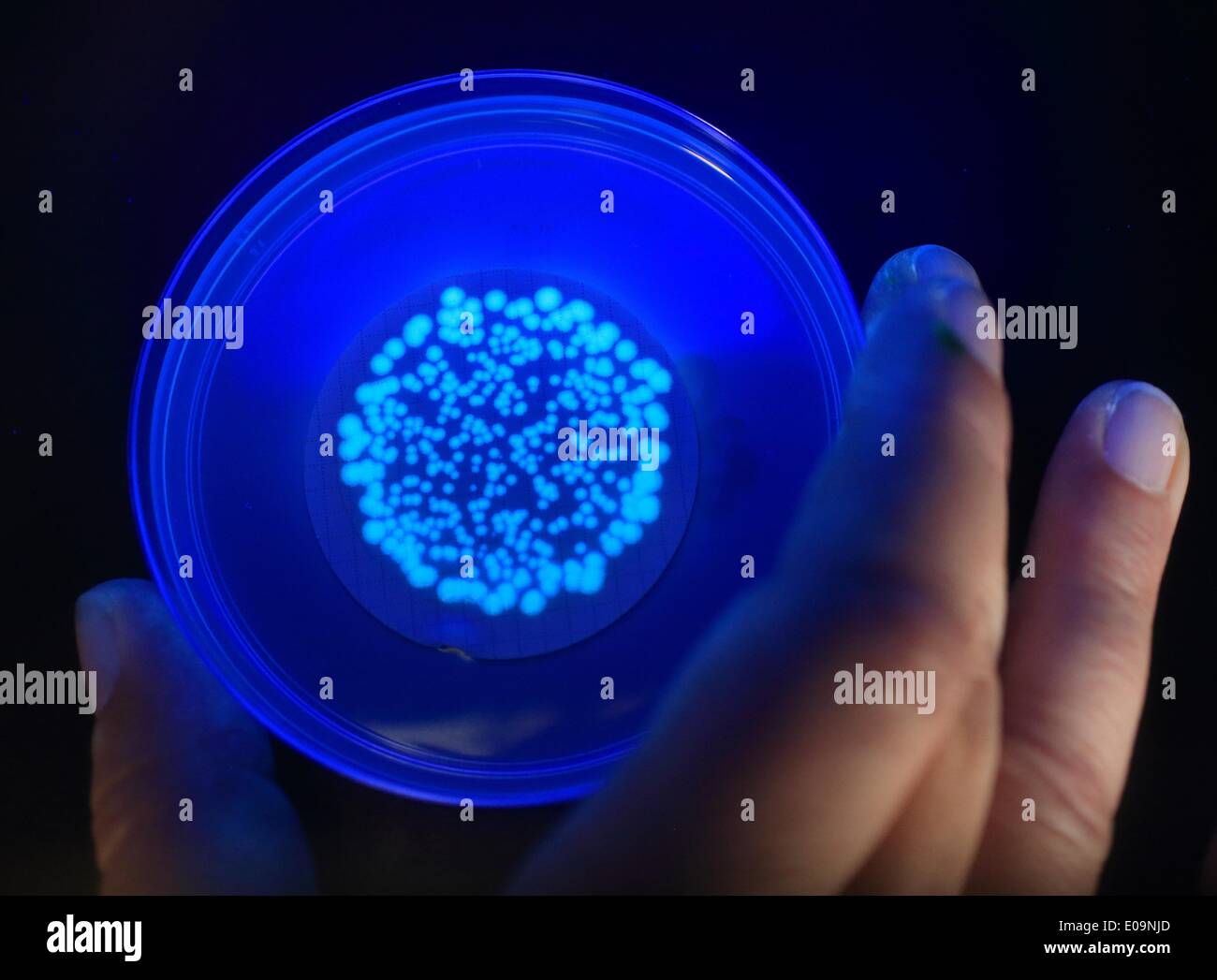 Pseudomonas bacterium hi-res stock photography and images - Alamy