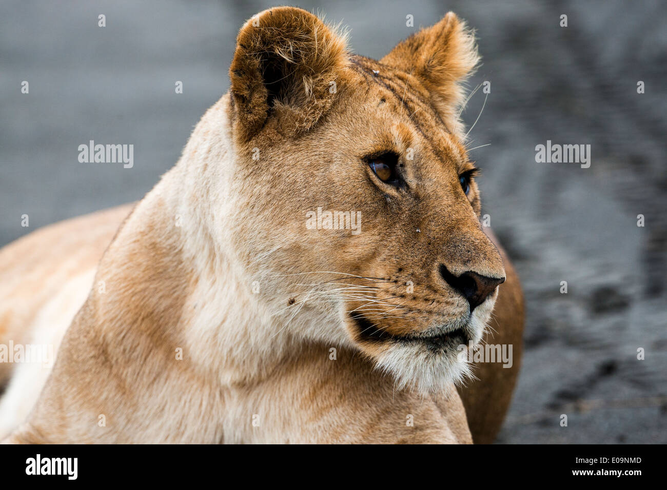 Lioness (Panthera leo) Photographed in Tanzania Stock Photo - Alamy