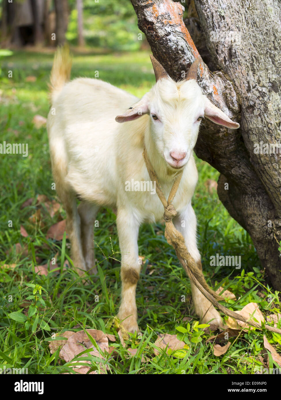 Caribbean, Saint Lucia, Domestic goat, Capra aegagrus hircus Stock ...
