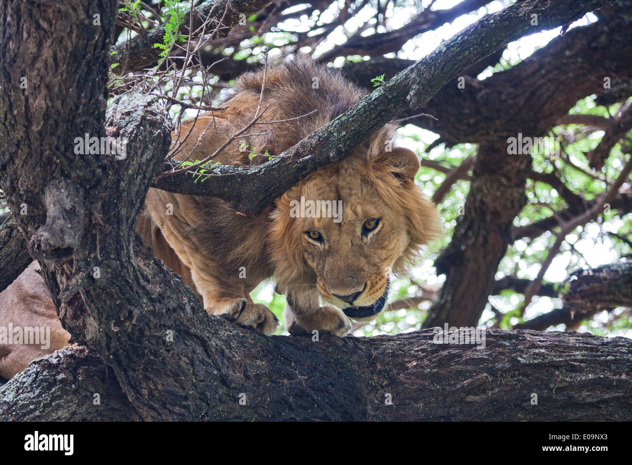 Tanzania lion tree hi-res stock photography and images - Alamy