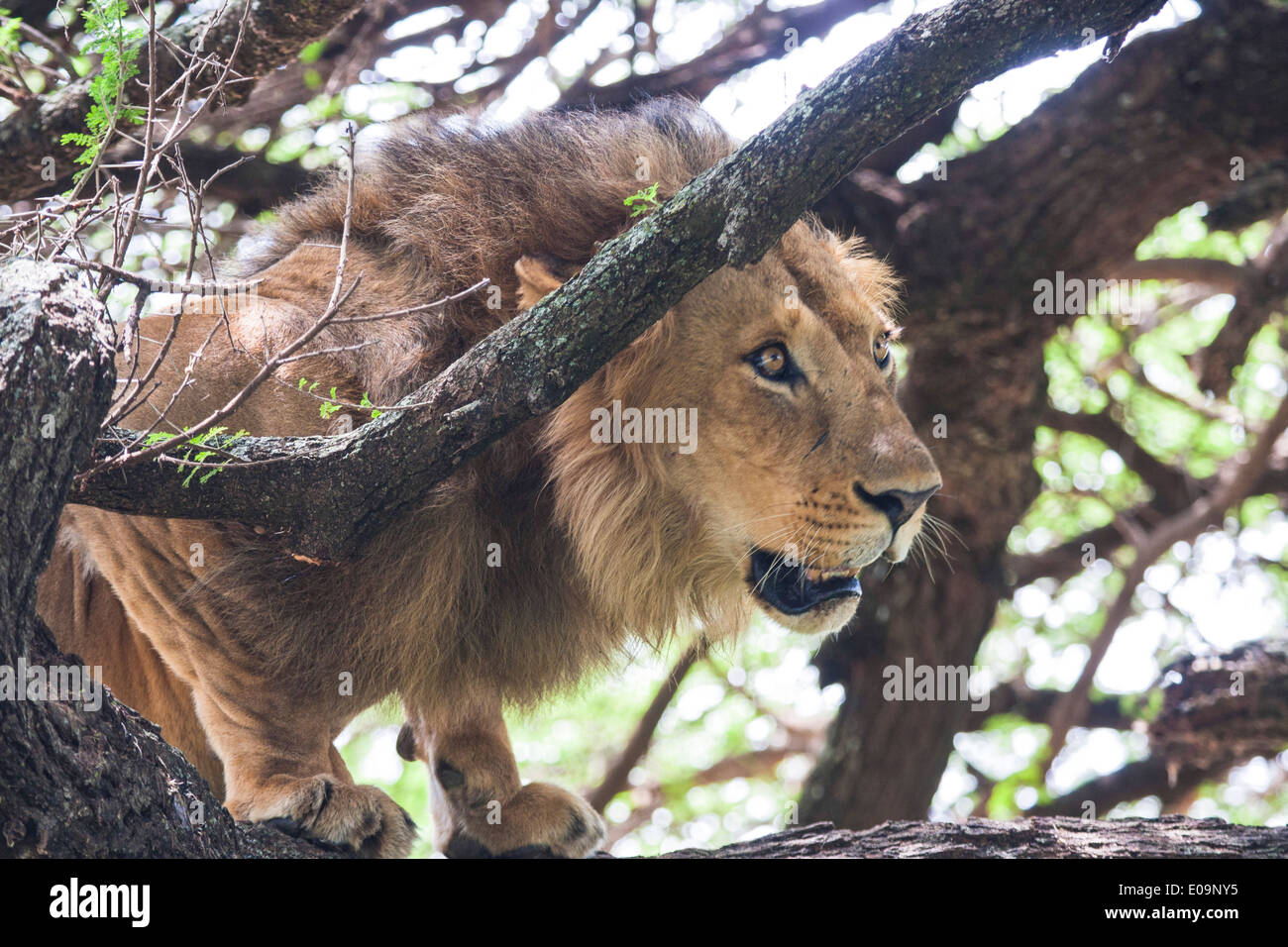 lion (Panthera leo) on a tree Photographed in Tanzania Stock Photo - Alamy