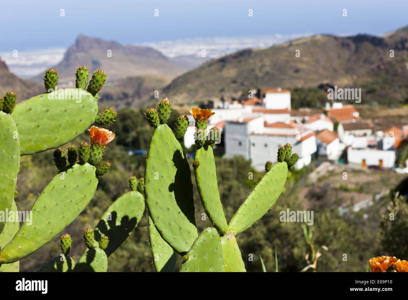 Spain, Canary Islands, Gran Canaria, Cactus and mountain village ...