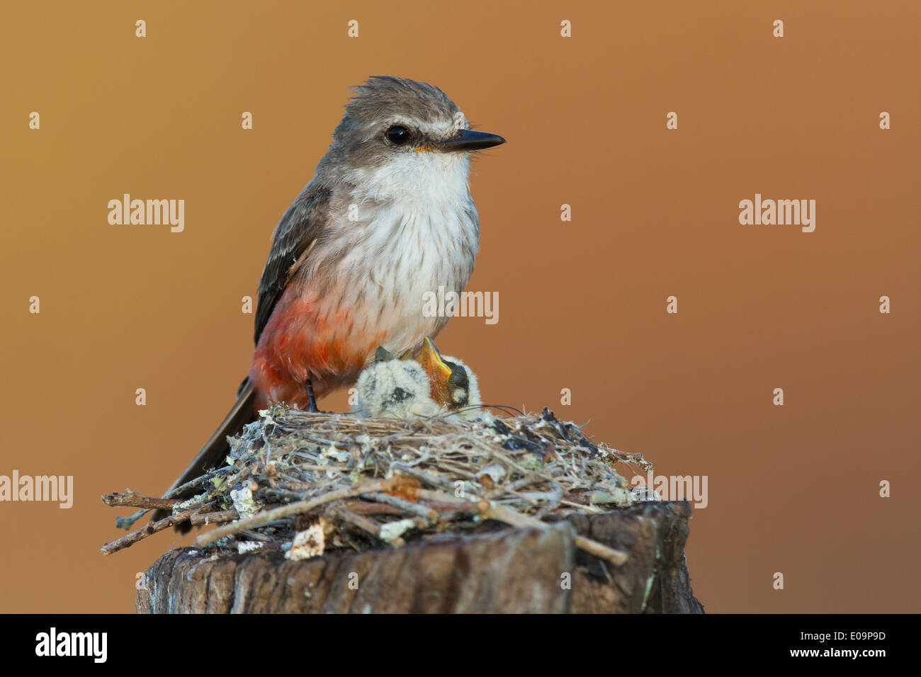 female Vermillion Flycatcher (Pyrocephalus rubinus) with chicks in its ...
