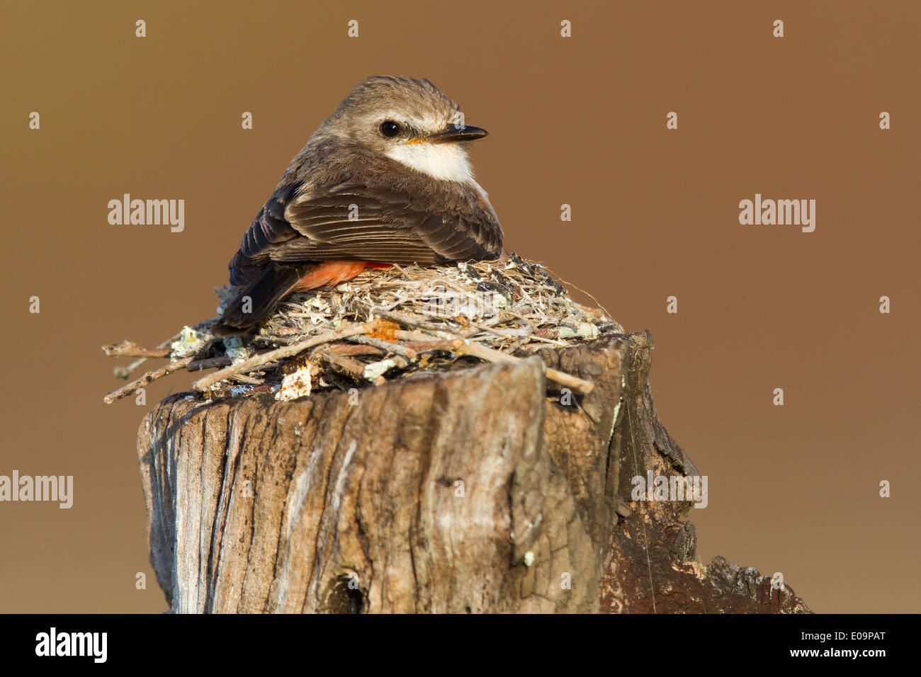 female Vermillion Flycatcher (Pyrocephalus rubinus) on its nest Stock ...