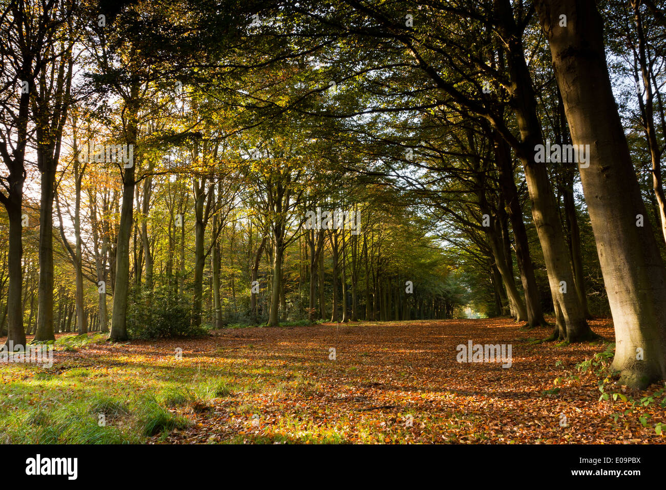 An Avenue of Beech trees, England, UK Stock Photo - Alamy