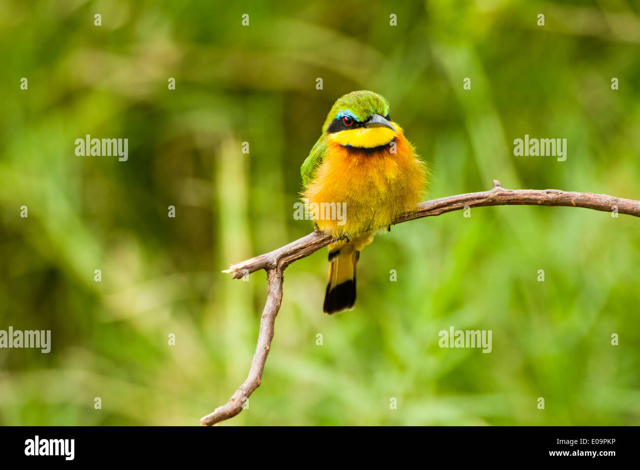 Little bee eater in tree hi-res stock photography and images - Alamy