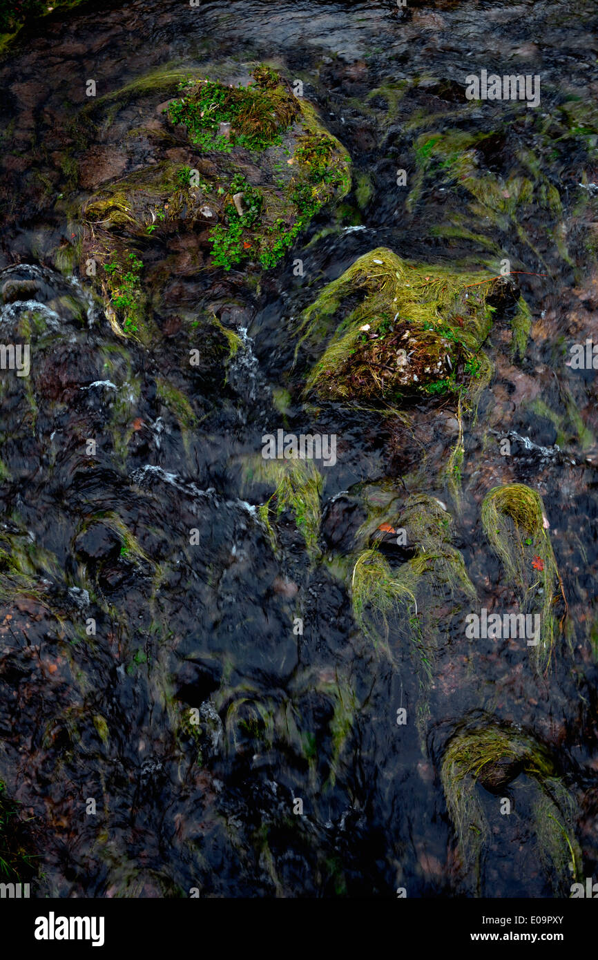 Stream with aquatic plants, partial view Stock Photo - Alamy