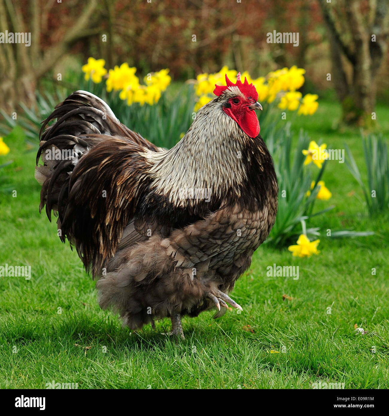 Blue orpington cockerel hi-res stock photography and images - Alamy