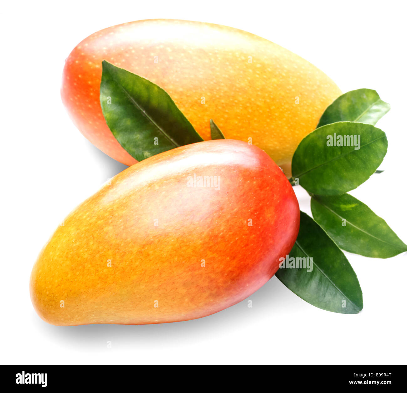 Mango green leaf hi-res stock photography and images - Alamy