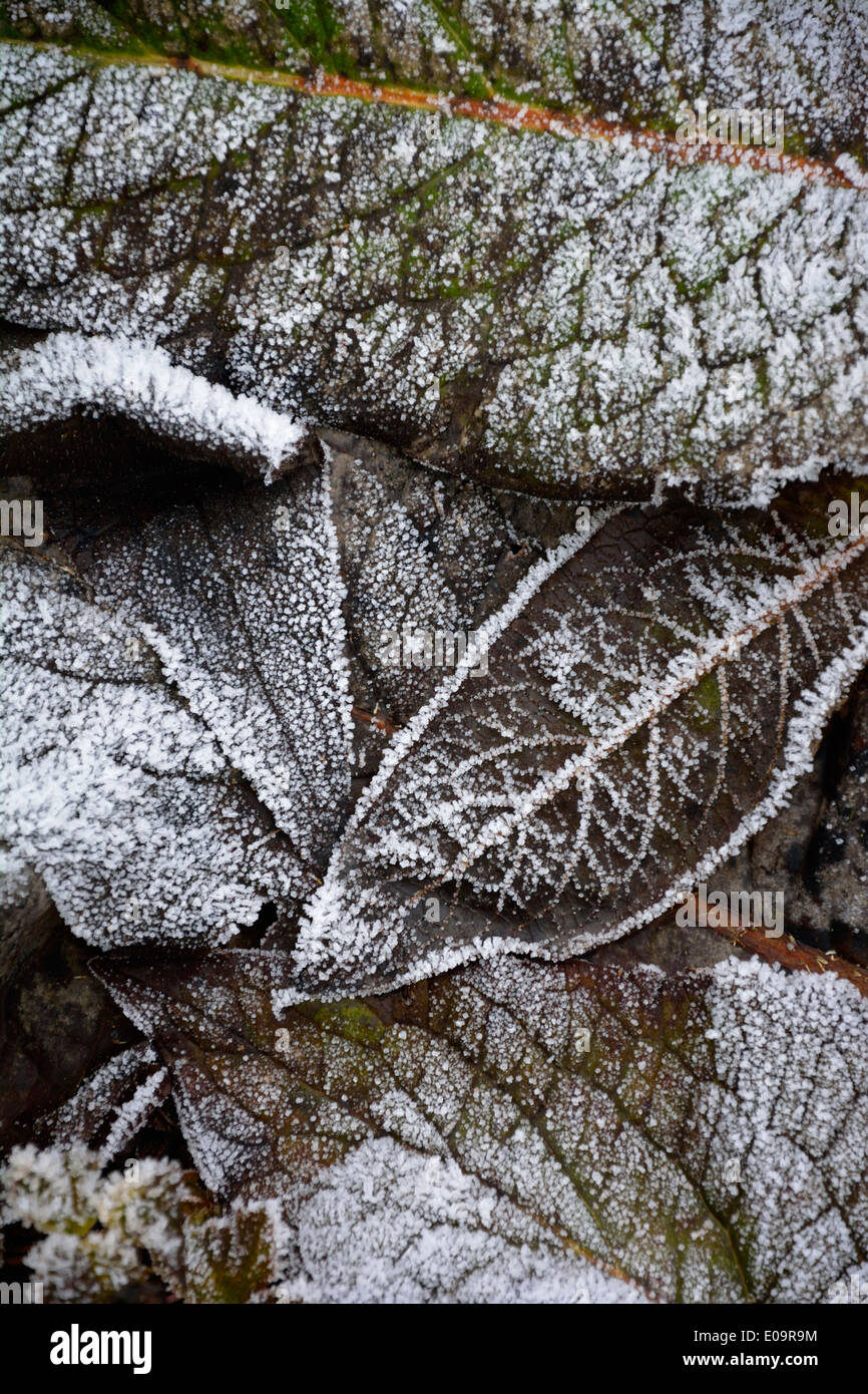 Frozen autumn foliage, partial view Stock Photo - Alamy