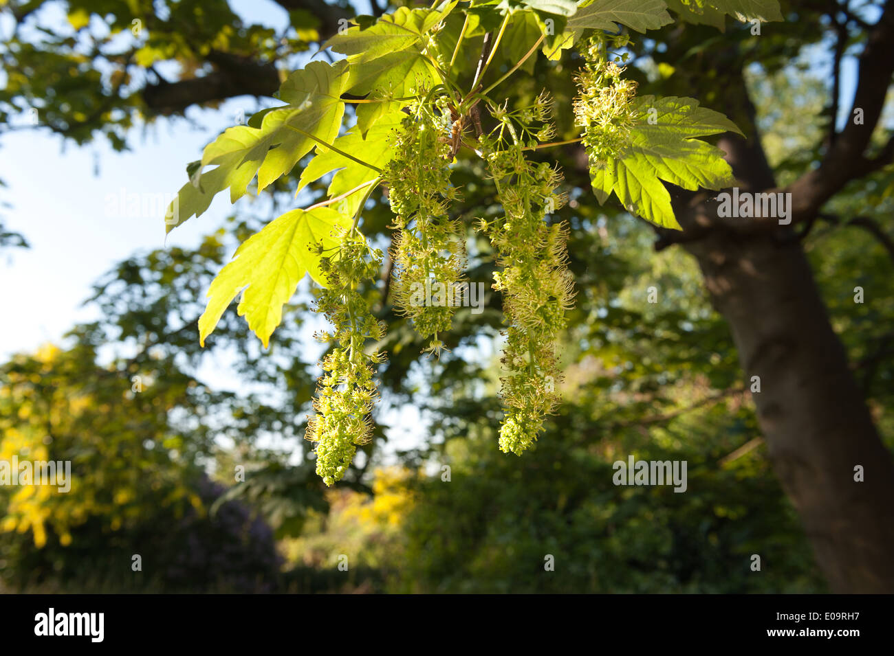 New sycamore acer tree seeds fruit developing in grape like clumps on ...