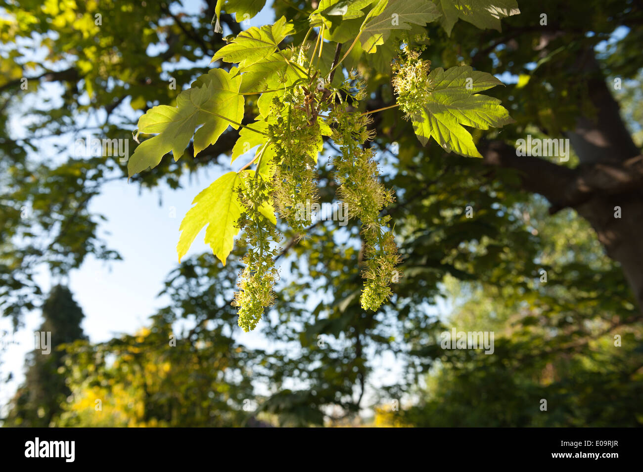 New sycamore acer tree seeds fruit developing in grape like clumps on ...
