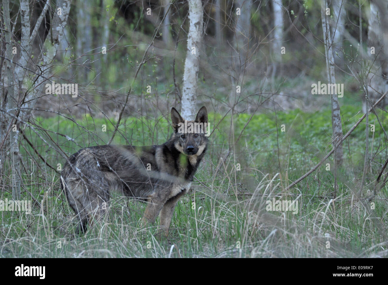 Dogi hi-res stock photography and images - Alamy