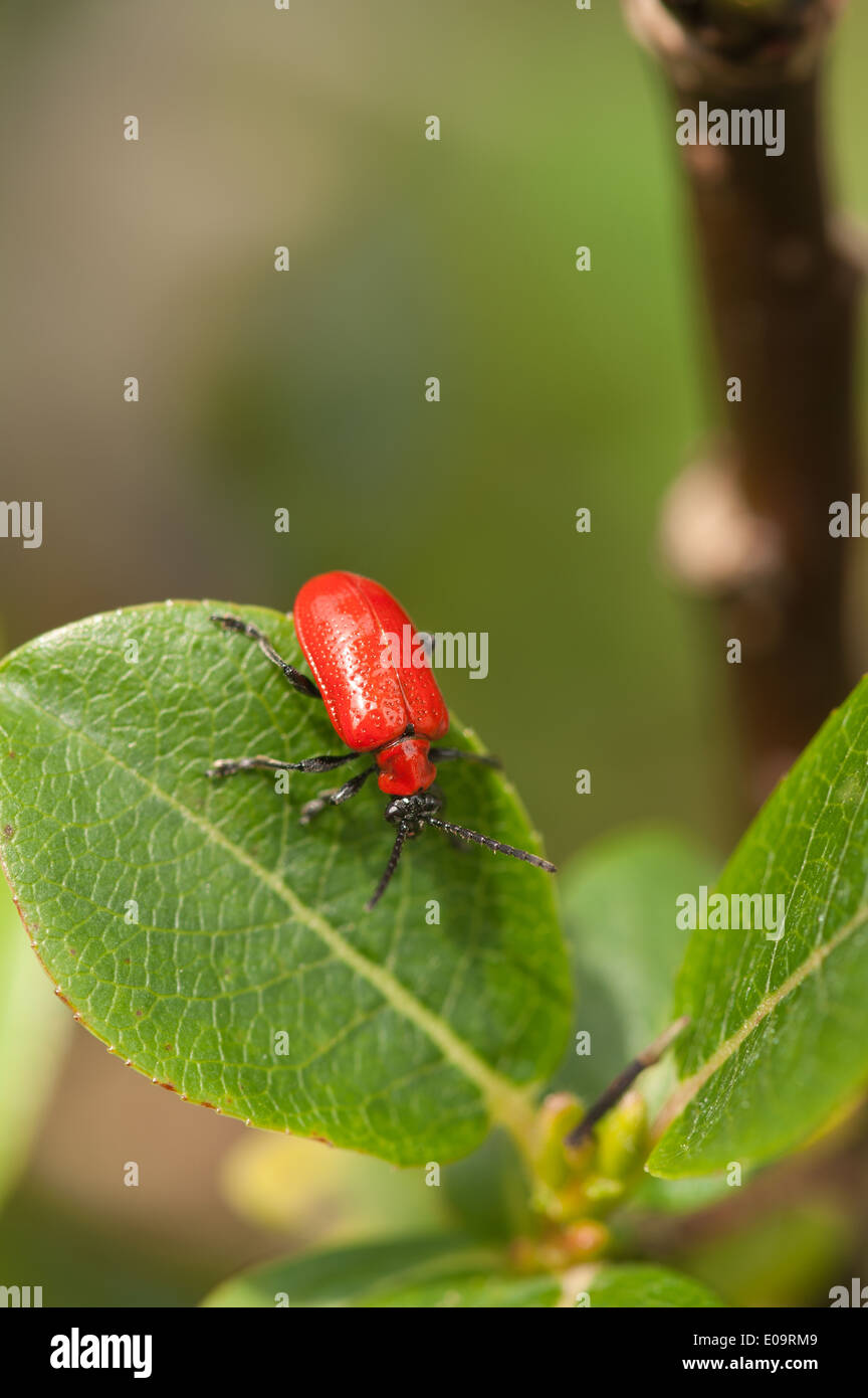 Lily beetle adult larvae hi-res stock photography and images - Alamy