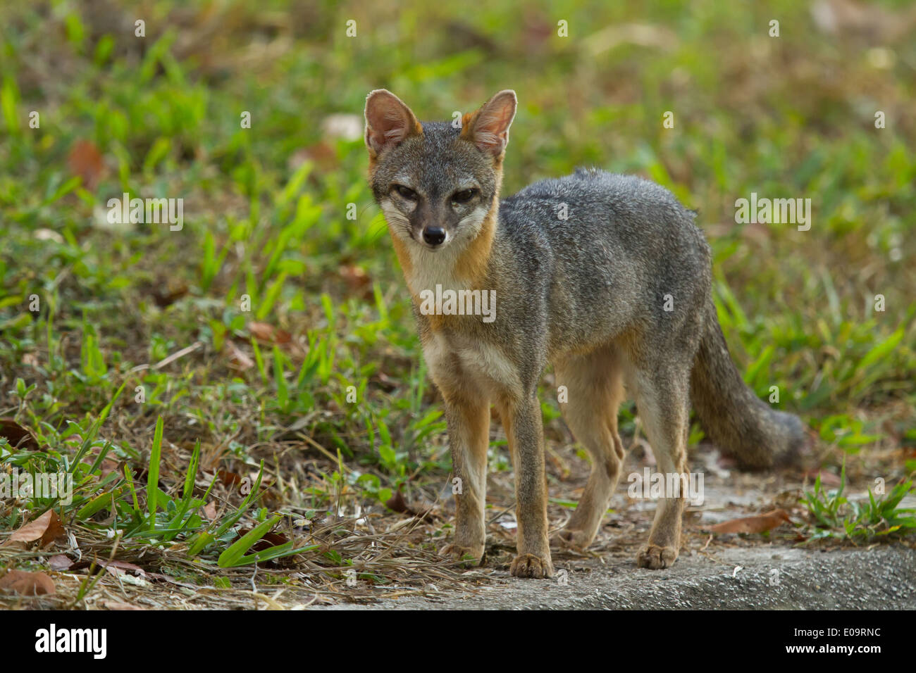 Gray fox urocyon cinereoargenteus tikal hi-res stock photography and ...