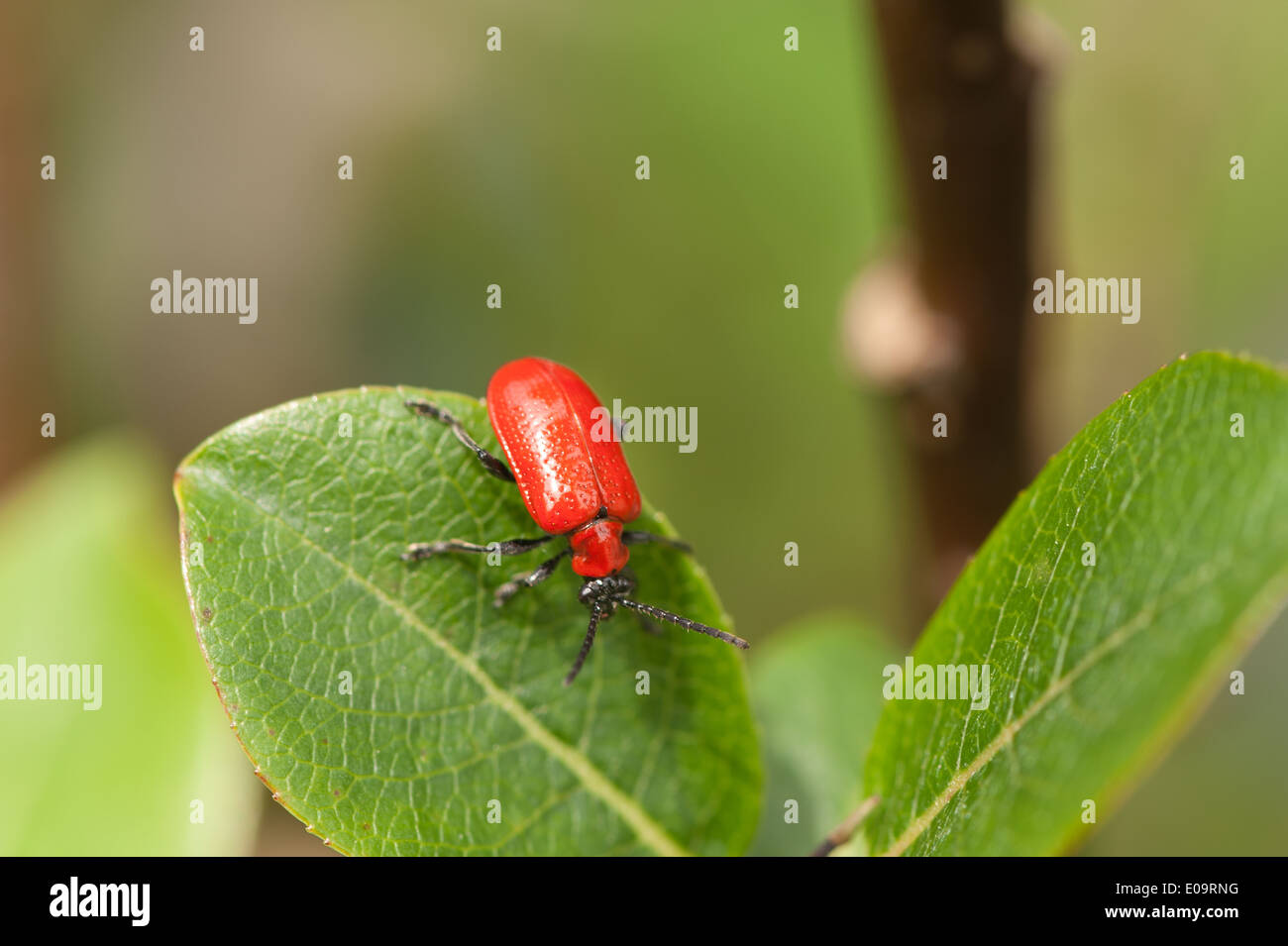 Lily beetle larvae adult hi-res stock photography and images - Alamy