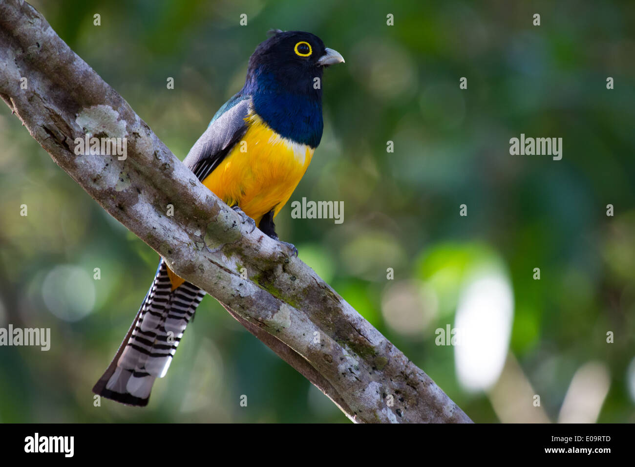 Trogon hi-res stock photography and images - Alamy