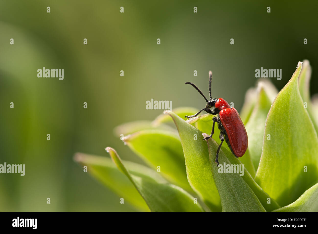 Lily beetle larvae adult hi-res stock photography and images - Alamy