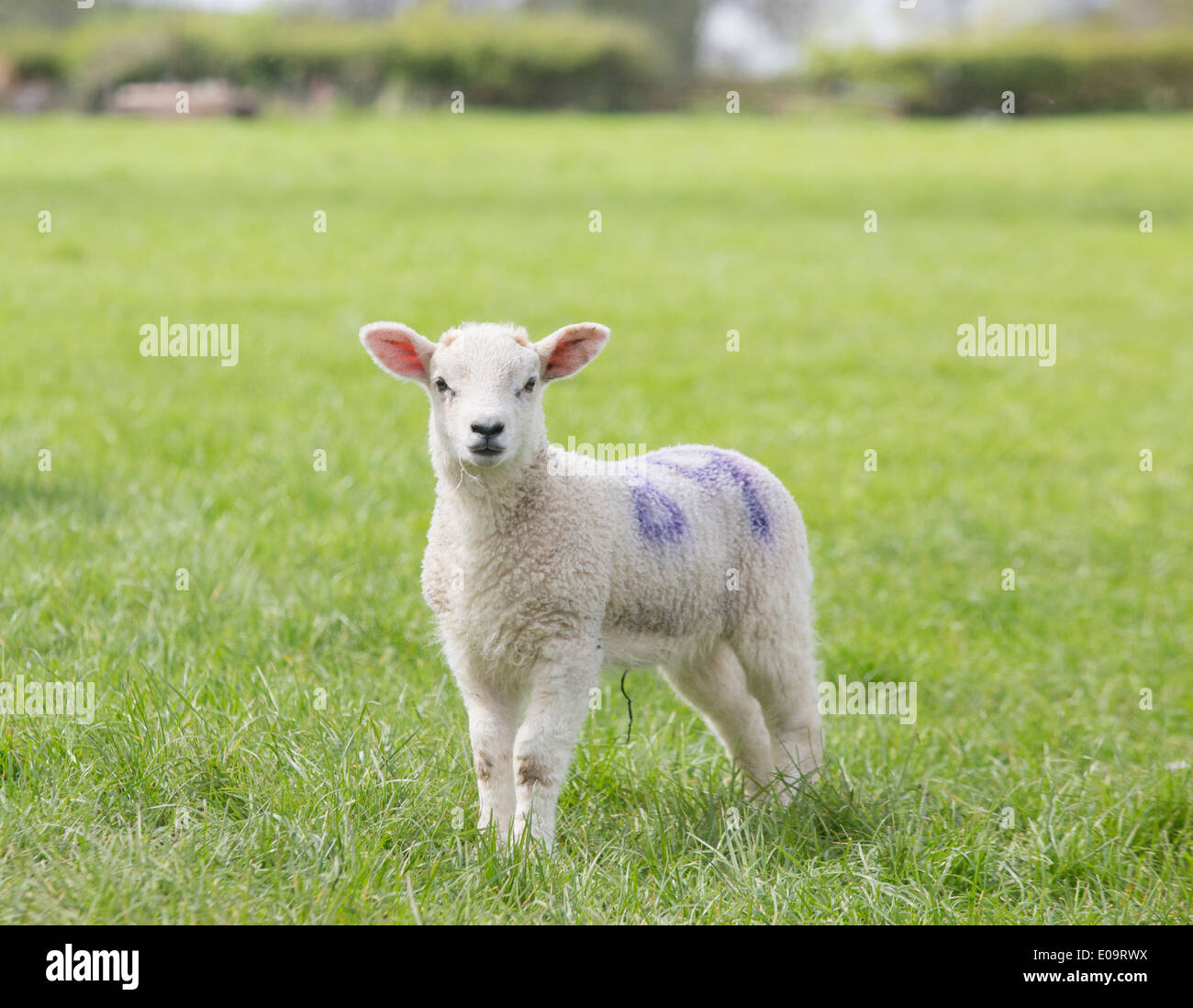 Beulah speckled face sheep hi-res stock photography and images - Alamy