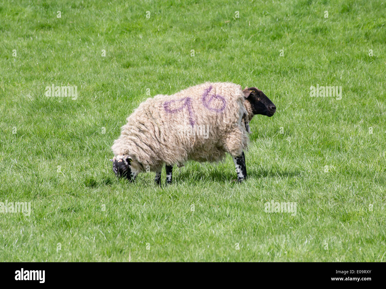 Beulah Specled Face sheep appearing to have two heads Stock Photo - Alamy