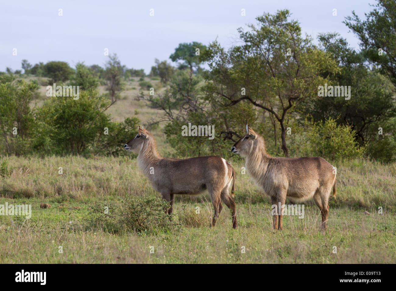 Ellipsen waterbuck hi-res stock photography and images - Alamy
