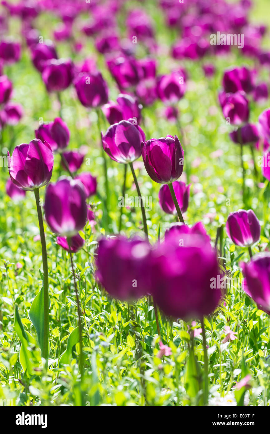 Purple Holland Tulips Field Blossom Stock Photo - Alamy