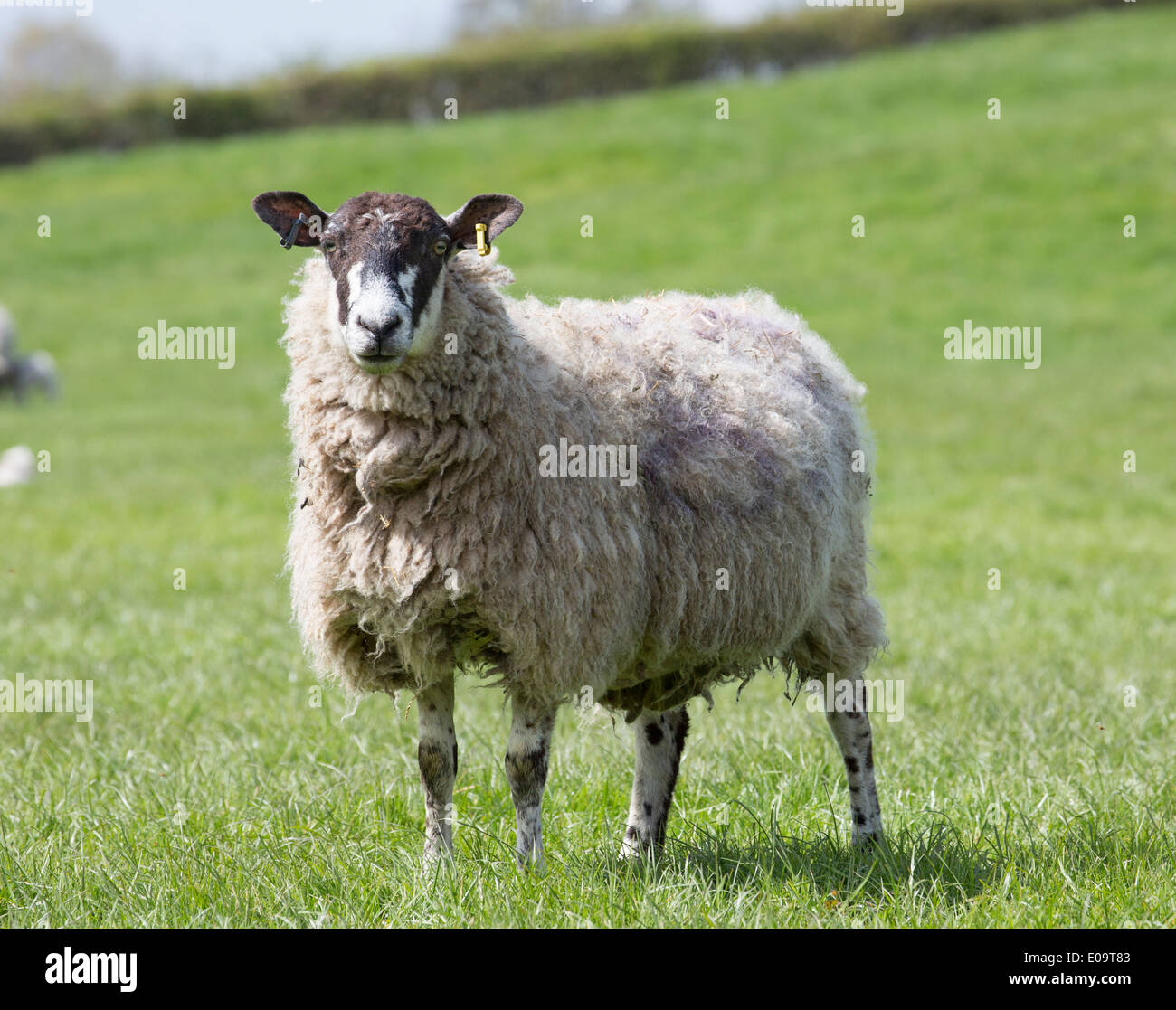 Beulah Specled Face sheep Stock Photo - Alamy