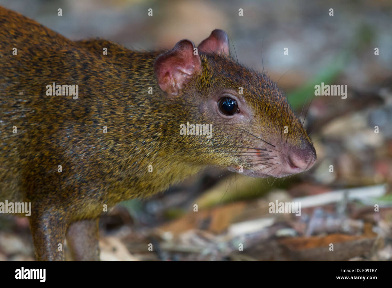 Agouti dasyprocta punctata hi-res stock photography and images - Alamy