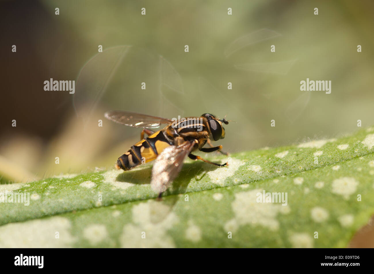Hoverfly pupa hi-res stock photography and images - Alamy