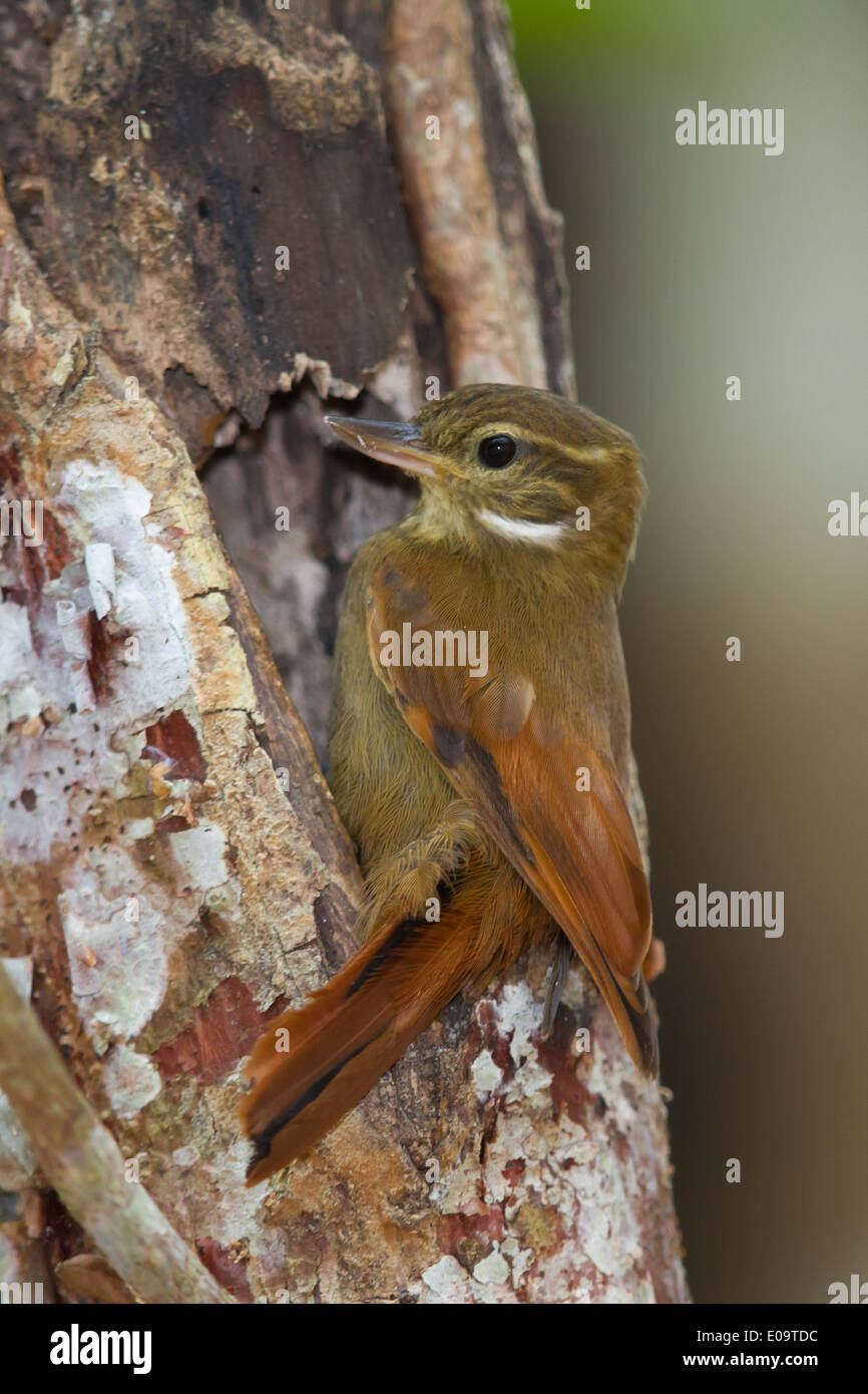 Plain Xenops (Xenops minutus) at nest hole Stock Photo - Alamy