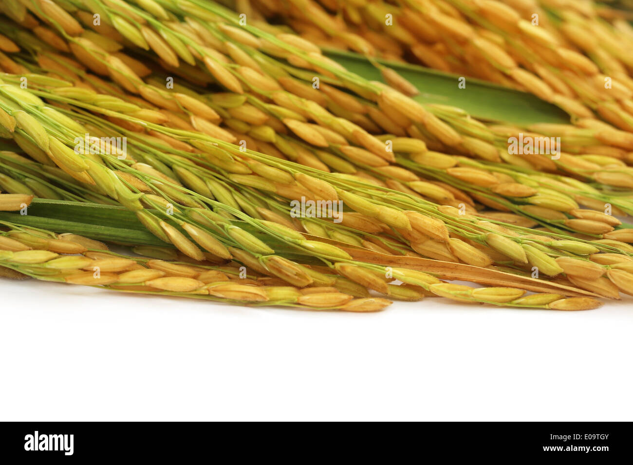 Paddy seeds over white background Stock Photo - Alamy