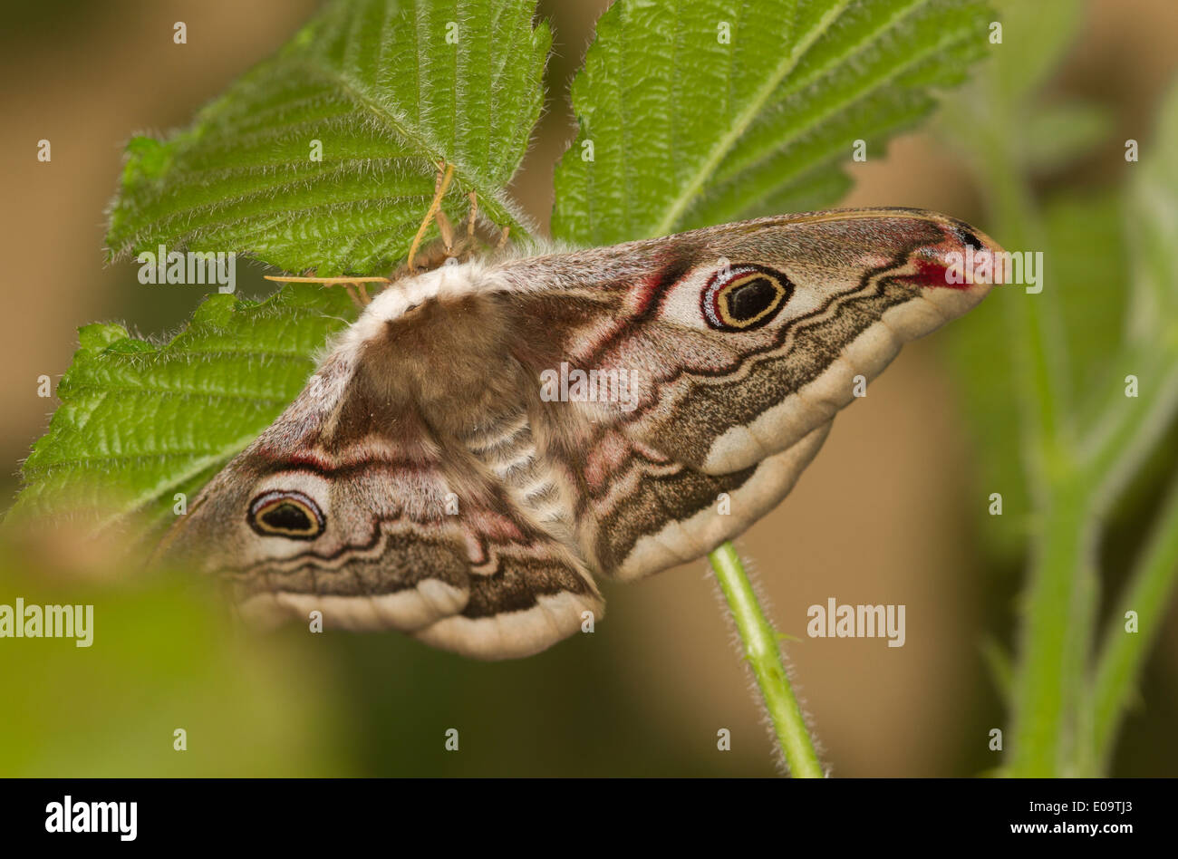 Saturnia pavonia female hi-res stock photography and images - Alamy