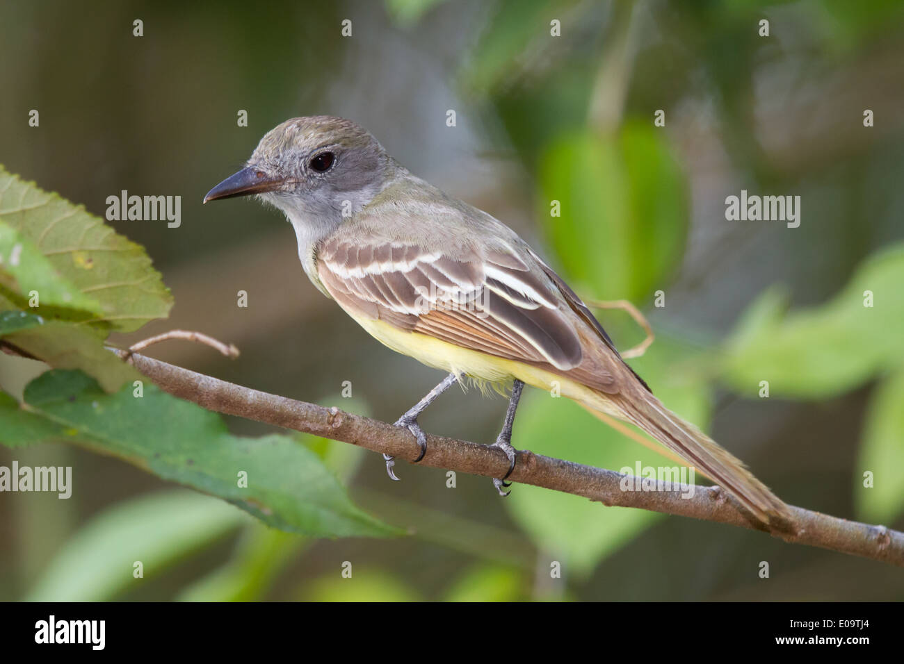 Myiarchus yucatanensis hi-res stock photography and images - Alamy