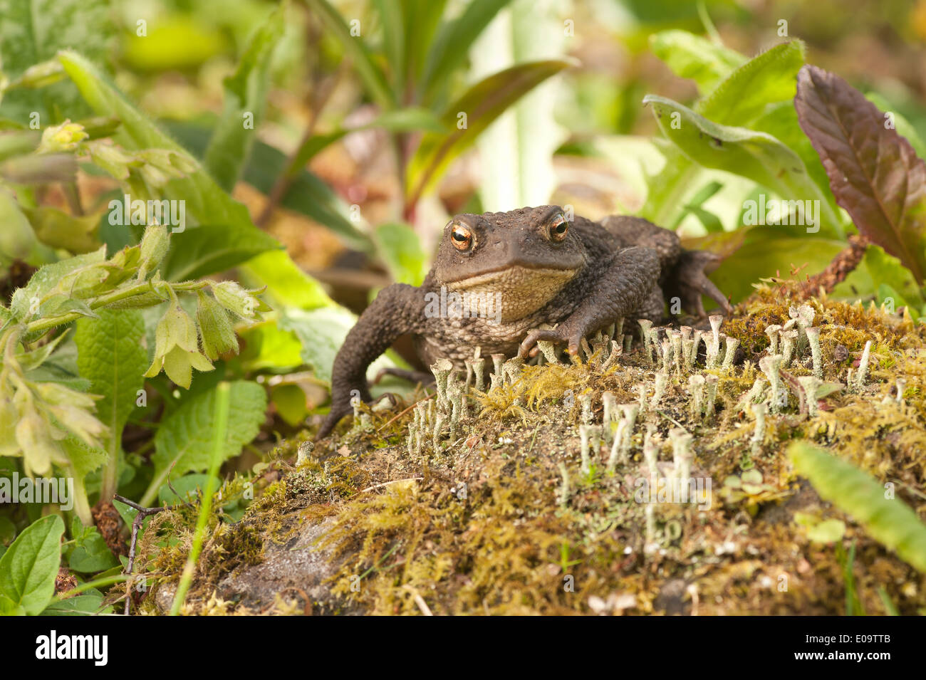 Adult common toad hunting for bugs and prey at ground level amongst ...