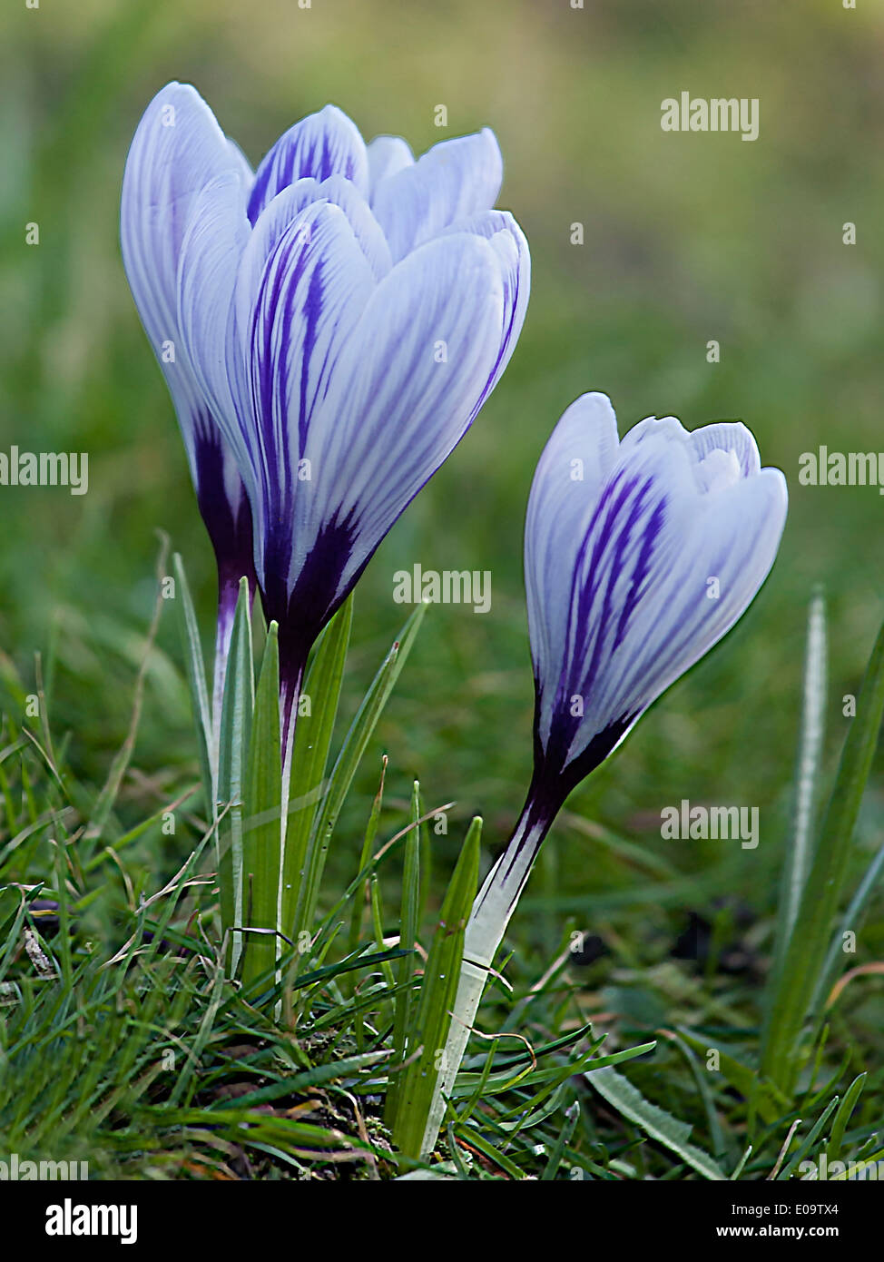 Crocuses on green grass hi-res stock photography and images - Alamy