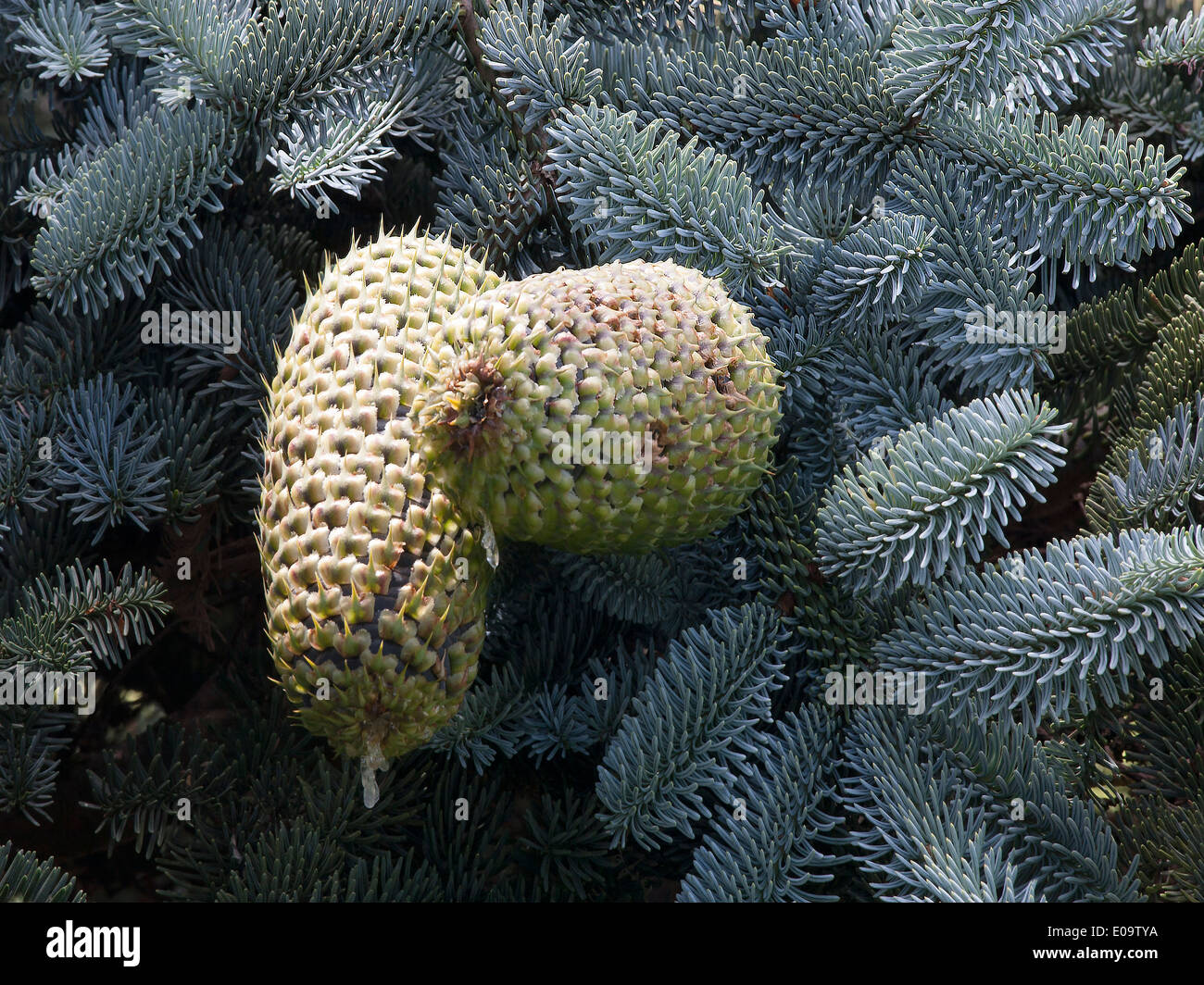 Fir Cones on blue conifer Stock Photo - Alamy