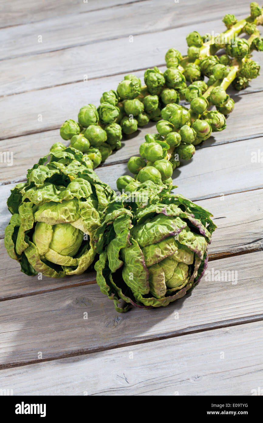 Stalks of sprouts hi-res stock photography and images - Alamy