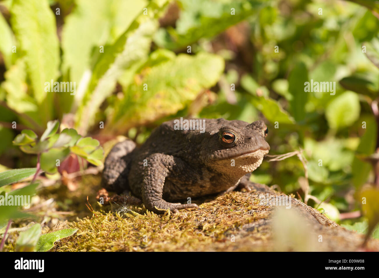 Common toad defense hi-res stock photography and images - Alamy