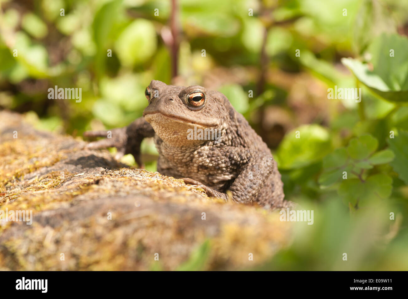 Adult common toad hunting for bugs and prey at ground level amongst ...