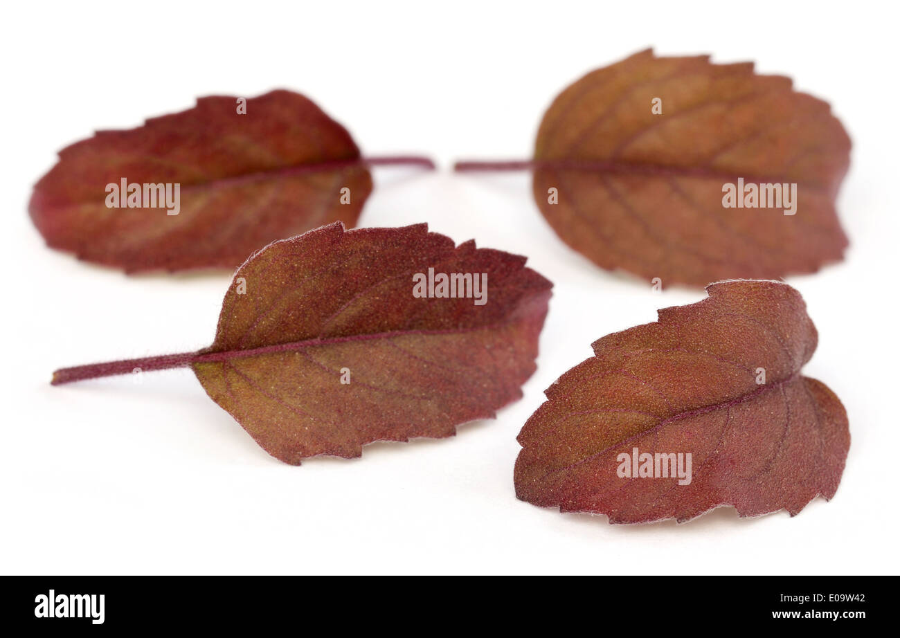 Medicinal red tulsi leaves over white background Stock Photo - Alamy