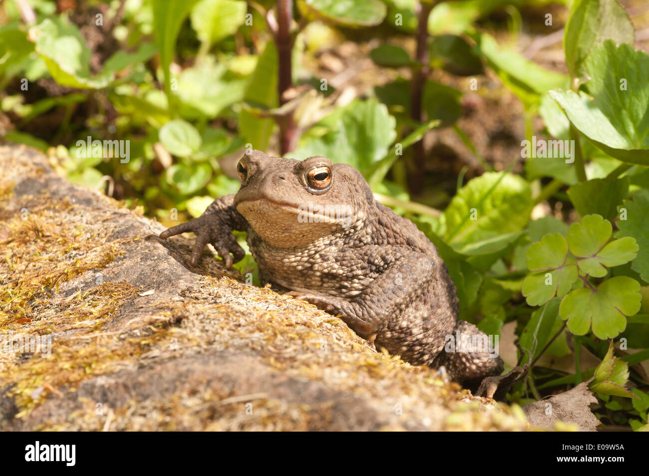 Adult common toad hunting for bugs and prey at ground level amongst ...