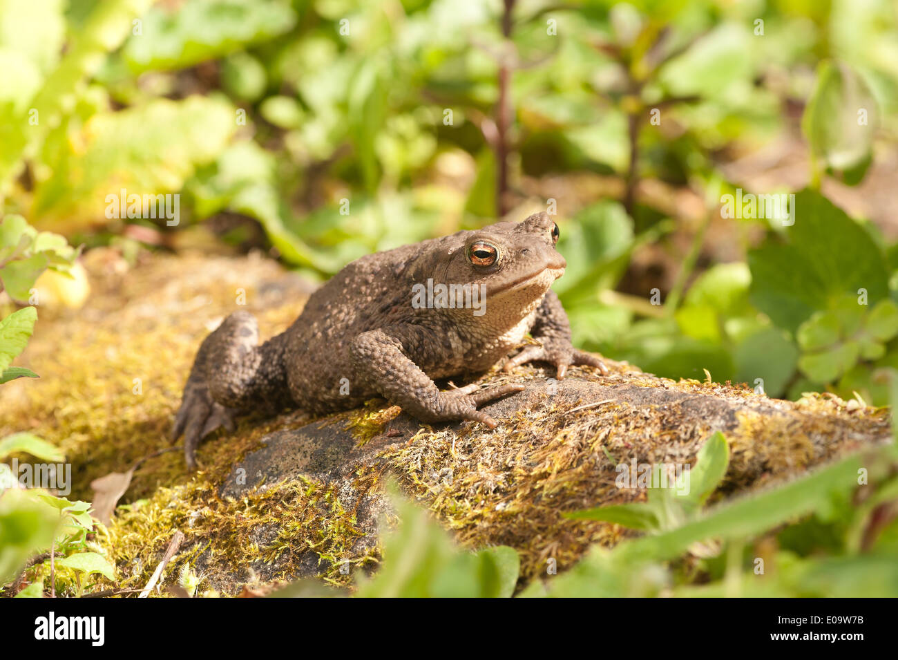 Adult common toad hunting for bugs and prey at ground level amongst ...