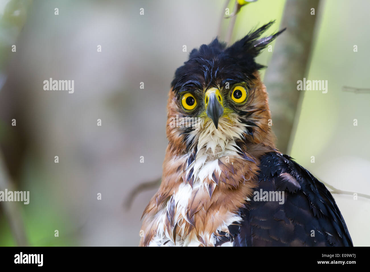 Ornate Hawk Eagle Flying