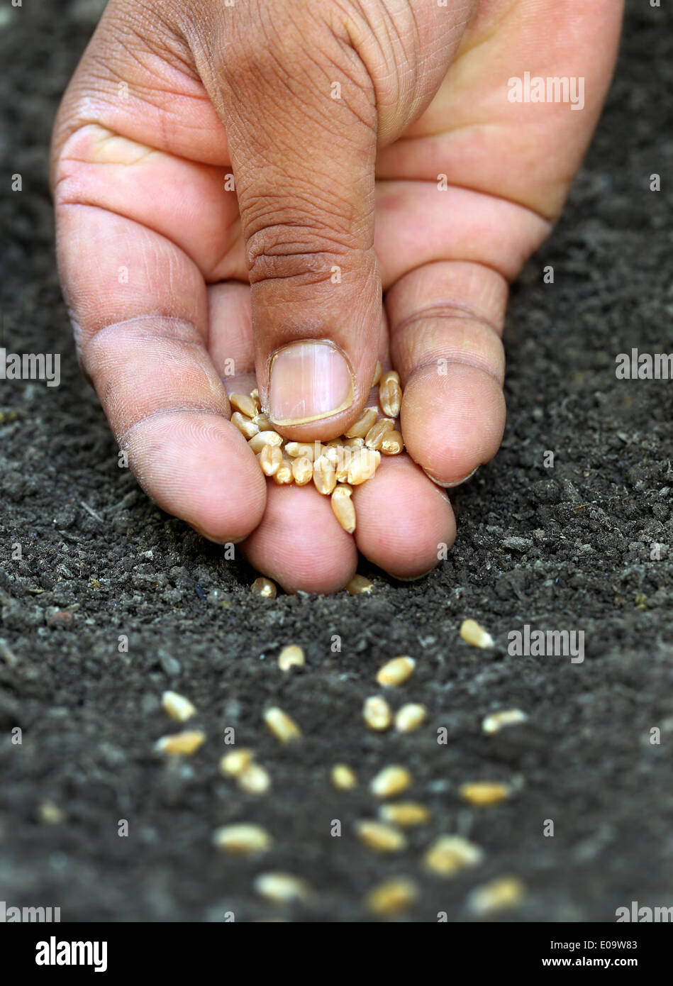 Outdoor gold planting grain hi-res stock photography and images - Alamy