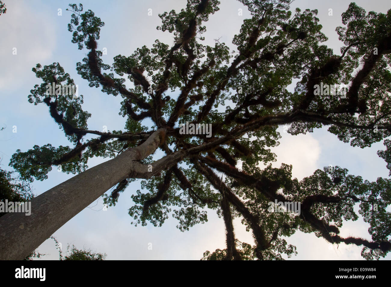 Kapok tree hi-res stock photography and images - Alamy